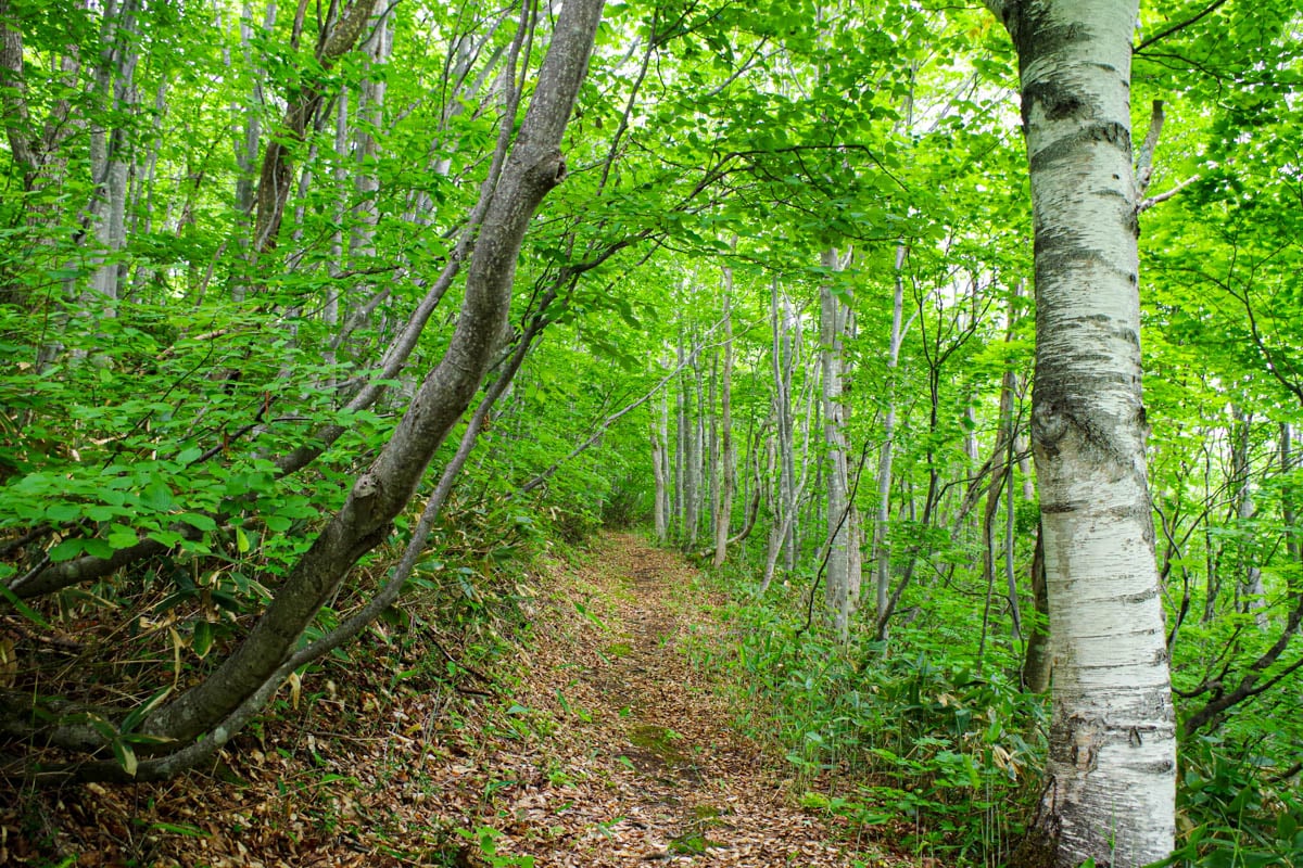 Where to Go Forest Bathing in Nagano | Go! NAGANO Official Travel Guide ...