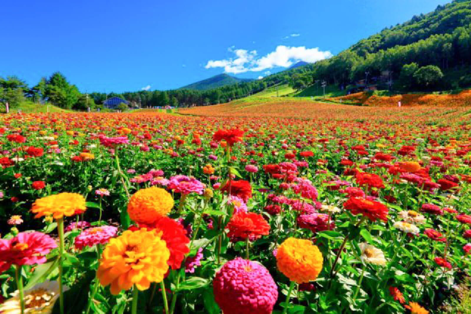 Where to See Flowering Fields in Nagano | Go! NAGANO Official Travel ...