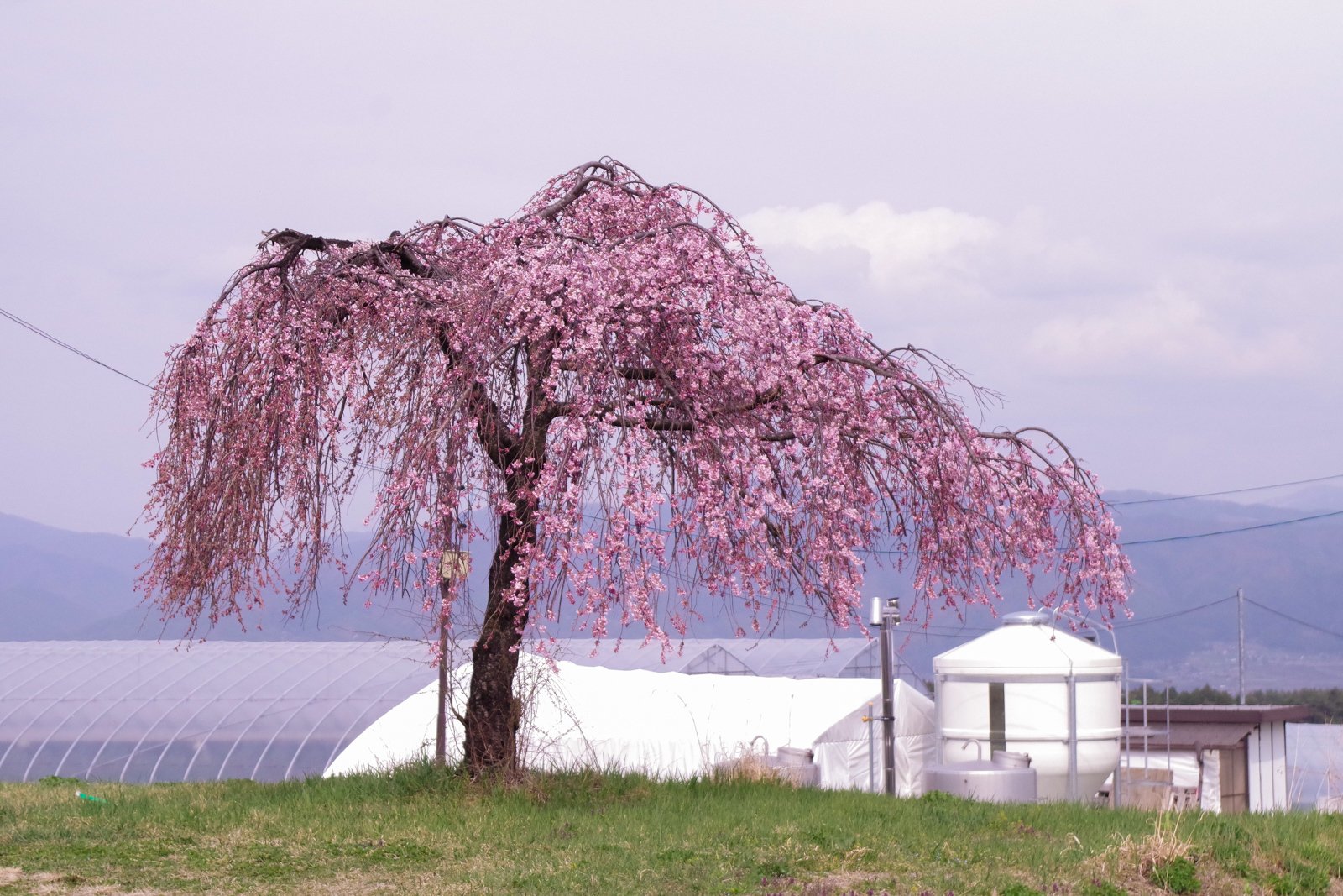 Snowy Spring in the Ina Valley: Senjojiki Cirque, Weeping Cherry ...