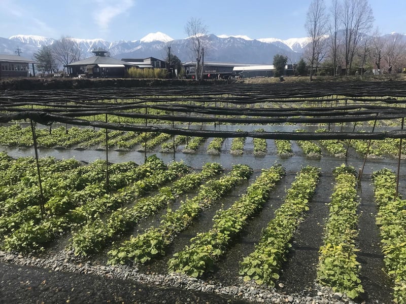The World’s Largest Wasabi Farm with Stunning Scenery to Match | Go ...