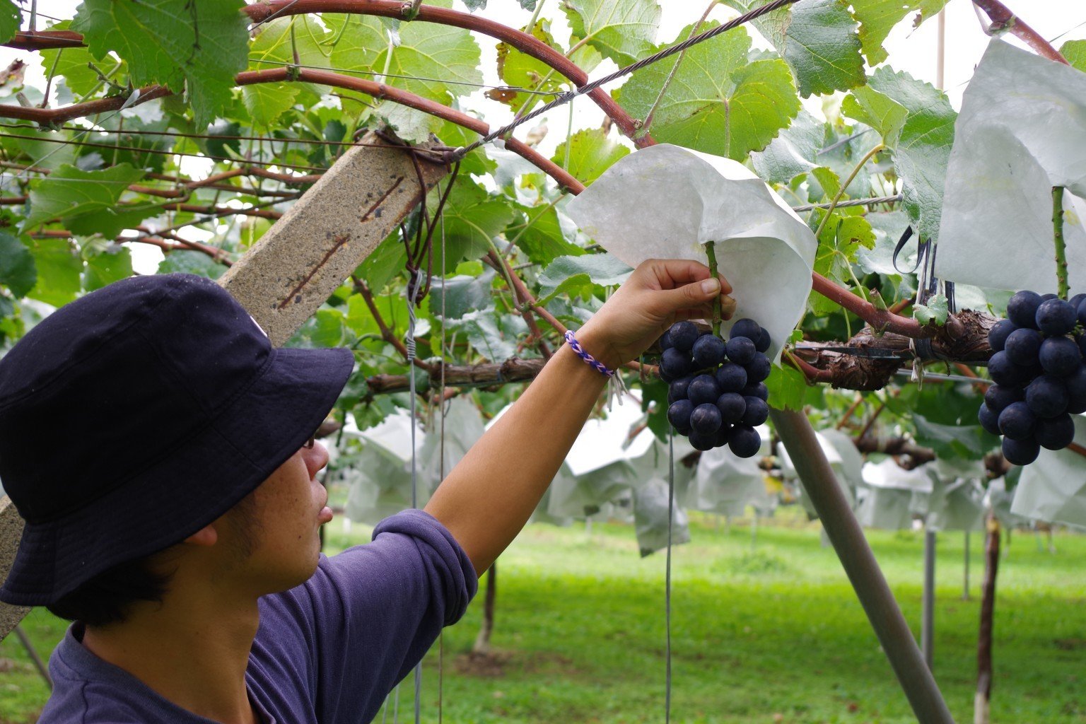 Picking Grapes in Early Autumn | Go! NAGANO Guide Touris Resmi dari ...