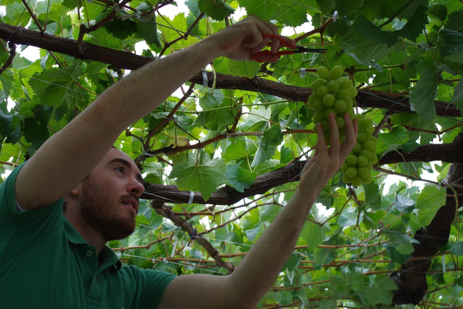 Picking Grapes in Early Autumn | Go! NAGANO Guide Touris Resmi dari ...