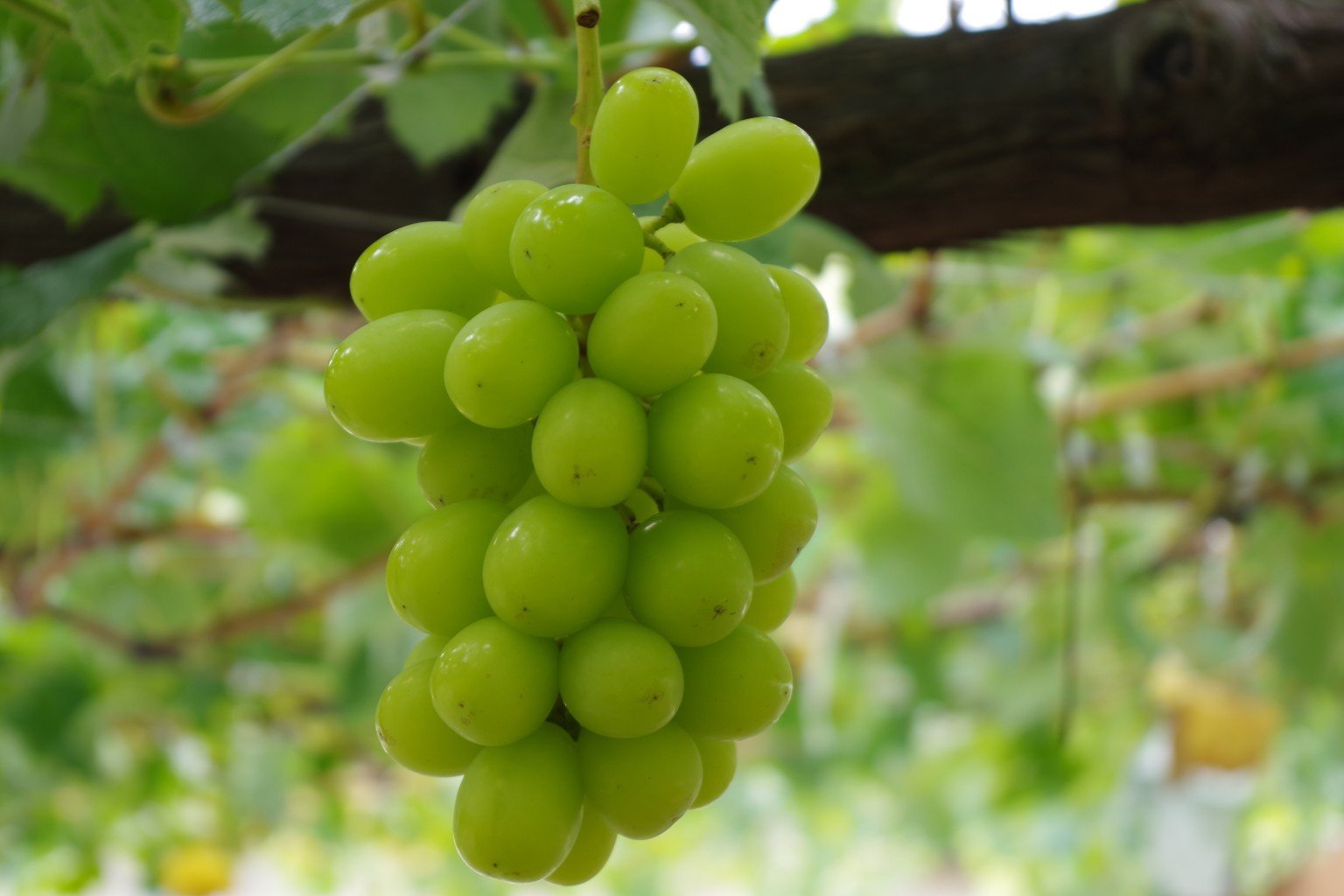 Picking Grapes in Early Autumn | Go! NAGANO Guide Touris Resmi dari ...