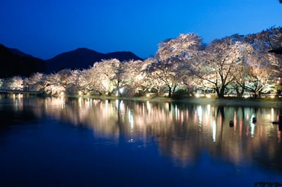 Nagano’s Top Cherry Blossom Spots | Go! NAGANO Official Travel Guide of ...