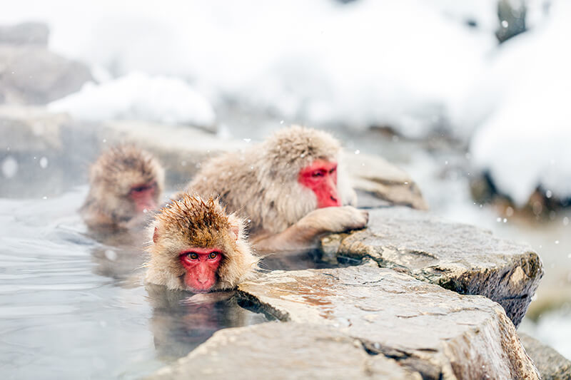 How to Get to the Snow Monkeys | Go! NAGANO Official Travel Guide of ...
