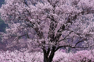 Nothing but Flowers in Spring | Go! NAGANO Official Travel Guide of ...