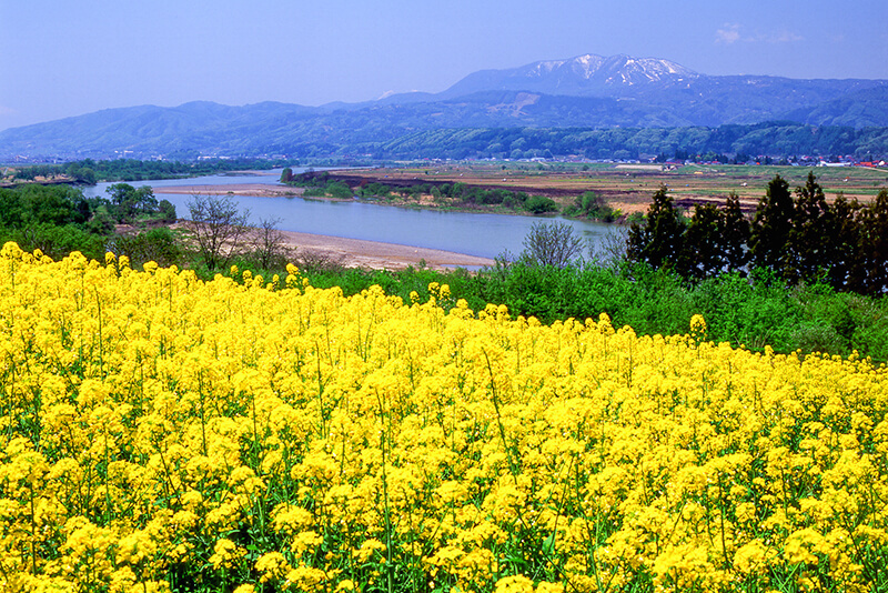Nothing but Flowers in Spring | Go! NAGANO Official Travel Guide of ...