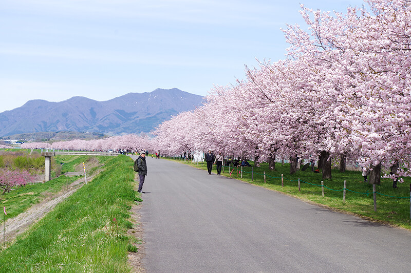 Nothing but Flowers in Spring | Go! NAGANO Official Travel Guide of ...