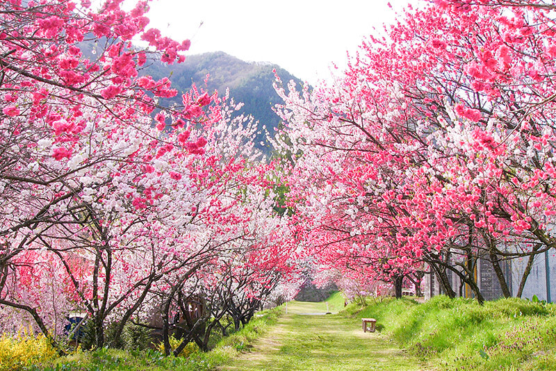 Nothing but Flowers in Spring | Go! NAGANO Official Travel Guide of ...
