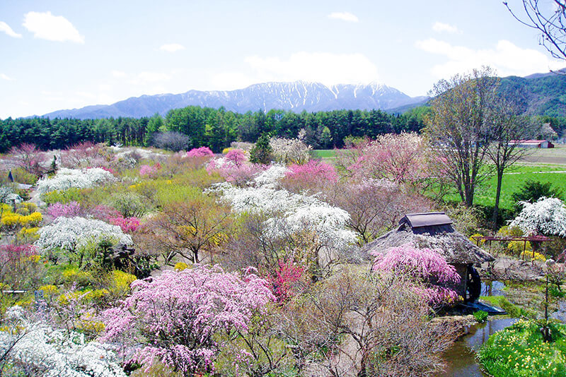Nothing but Flowers in Spring | Go! NAGANO Official Travel Guide of ...