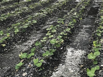 The World’s Largest Wasabi Farm with Stunning Scenery to Match | Go ...