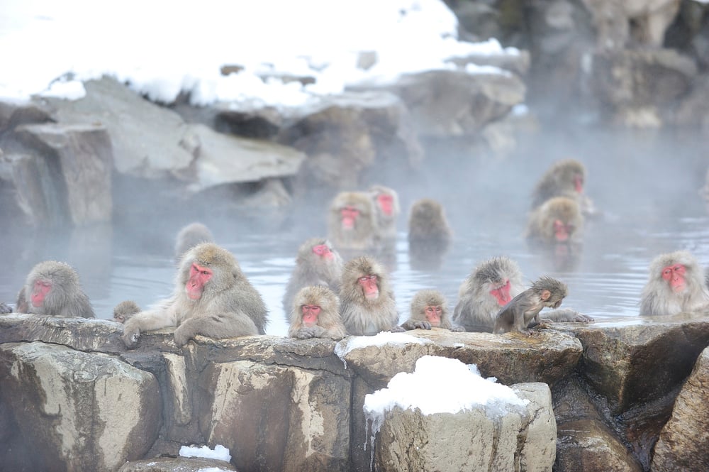 The Best of Nagano in Three Days | Go! NAGANO Official Travel Guide of ...