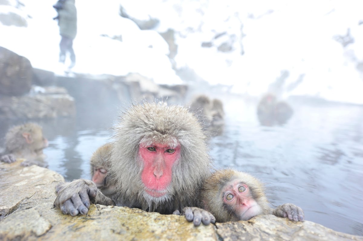 The Jigokudani Wild Snow Monkey Park [Guide] | Go! NAGANO Official ...