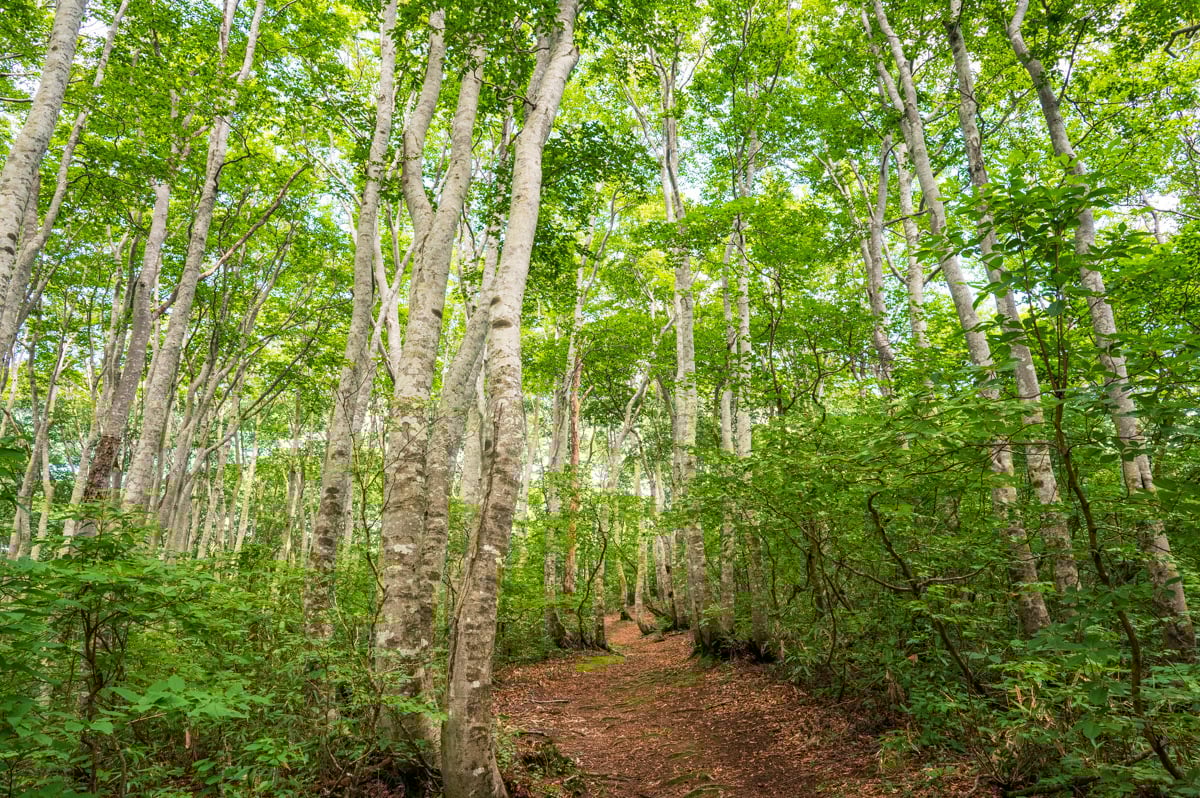The Shin-etsu Trail | Go! NAGANO Official Travel Guide of Nagano, Japan
